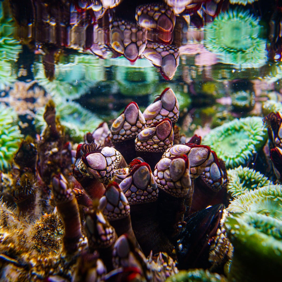 Gooseneck Barnacles in Brine (Reserve), Wildfish Cannery, Alaska – DECANTsf